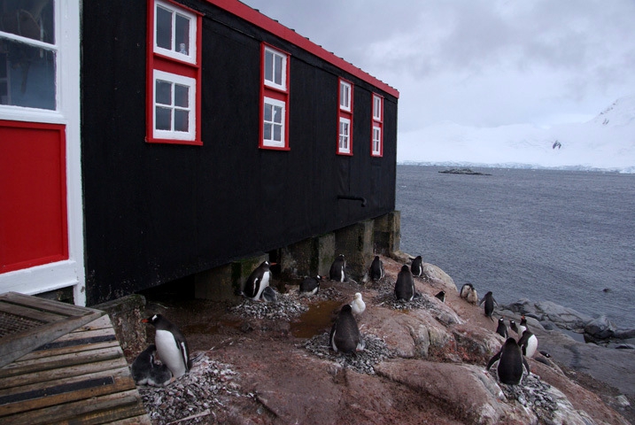 Antarctica – Port Lockroy & Lemaire Channel & Petermann Island & Booth ...